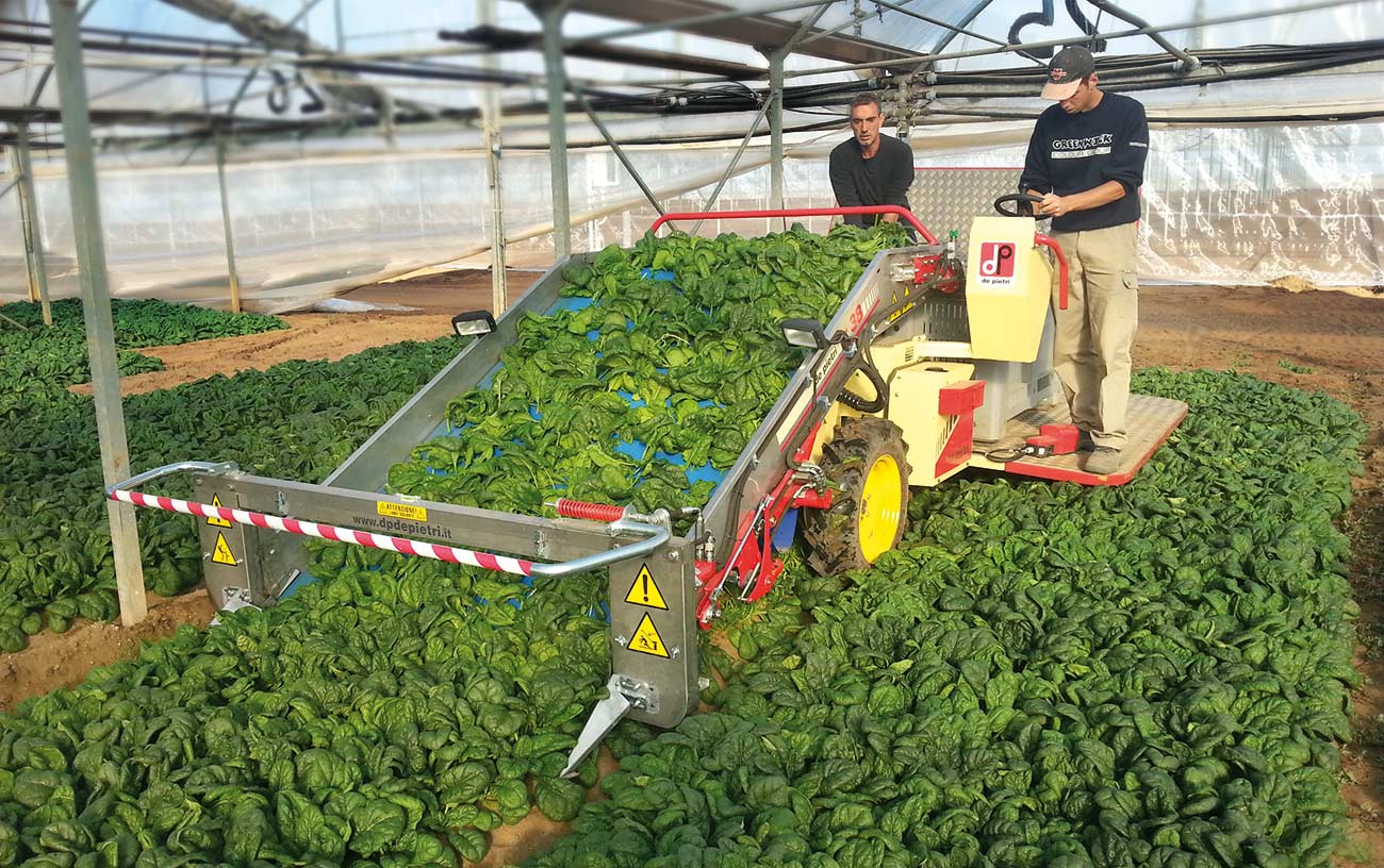 Cosechadoras de hortalizas y plantas medicinales y aromáticas de cuarta ...